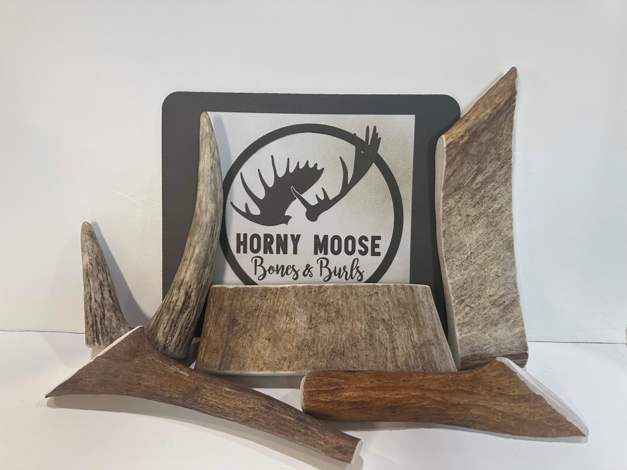 Moose Antler Bundle - French Bull Dog Club of America