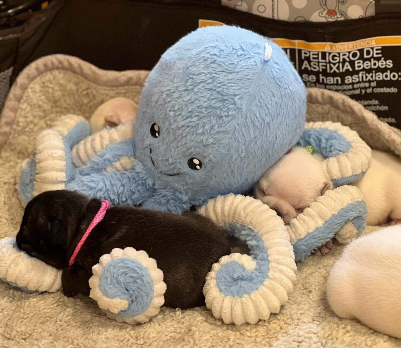 Octopus Puppy Snuggler - French Bull Dog Club of America