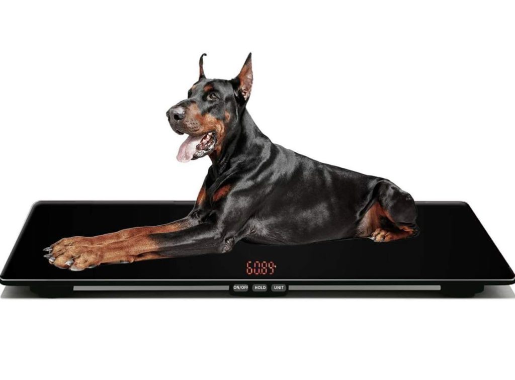 Digital Dog Scale - French Bull Dog Club of America